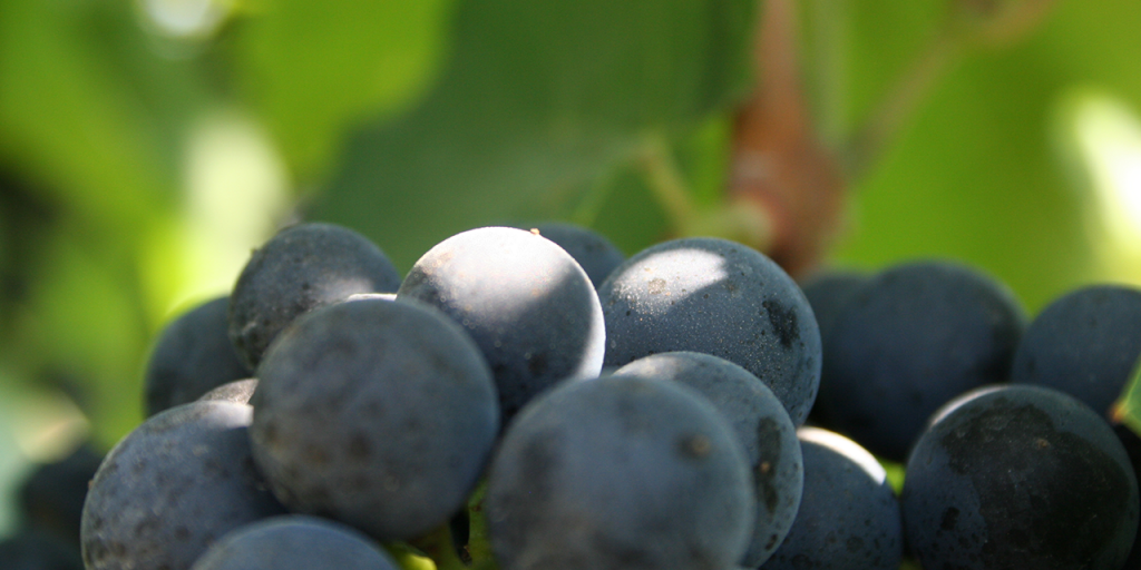 MOLETTO WINERY